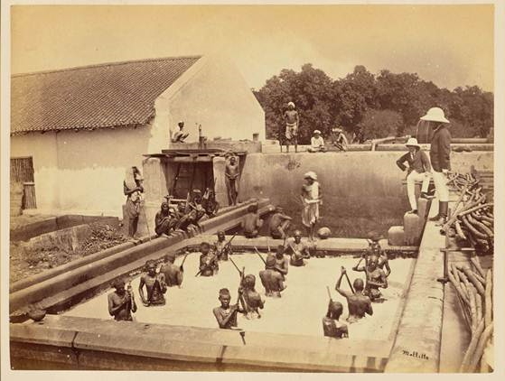 Chronicles of the Champaran Satyagraha | The India Forum